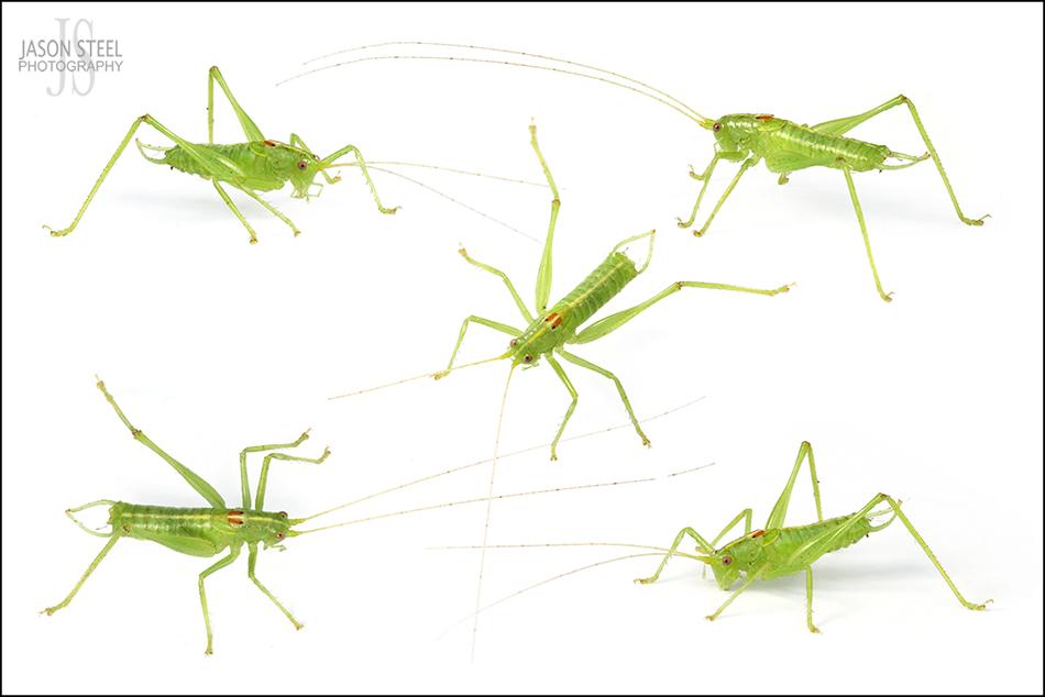 Insects Bugs and other Critters in the UK